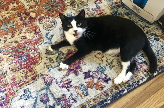 Abigail Rug | Joybird