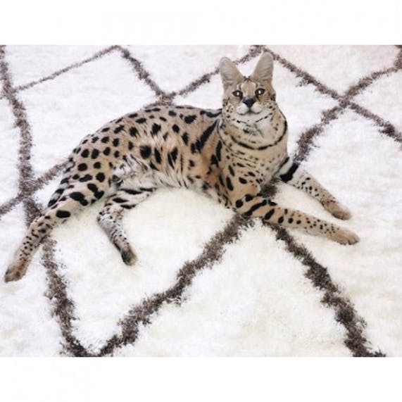 Millie Rug | Joybird